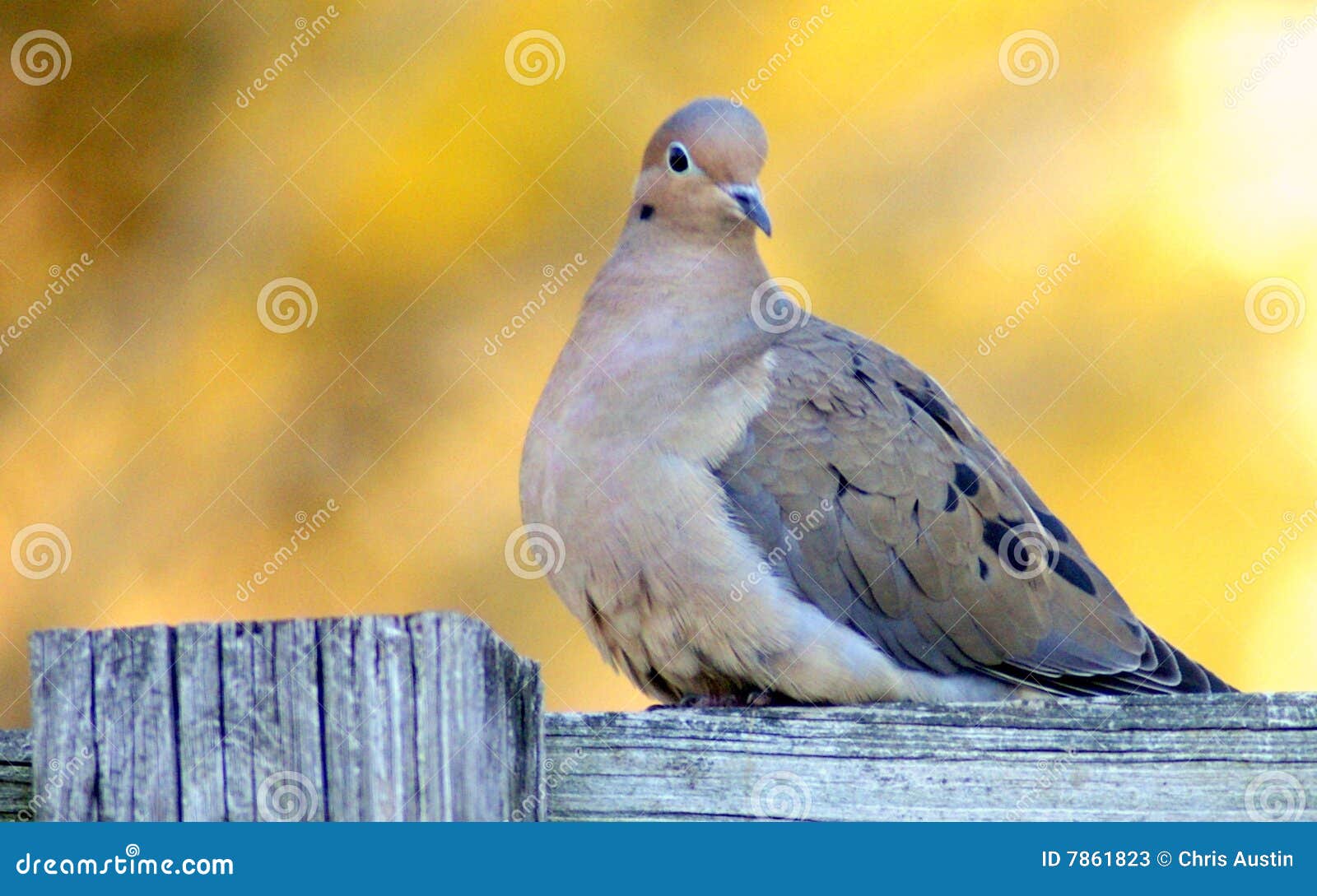 Dove sitting on fence stock image. Image of columbidae - 7861823