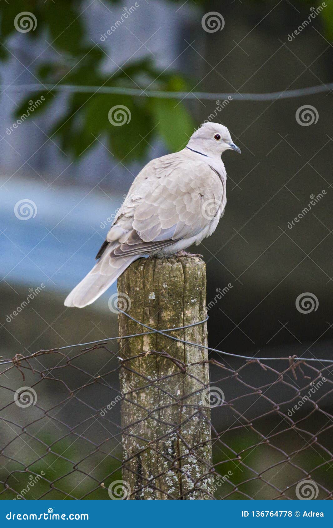 Dove Sitting on a Fence Pole Stock Photo - Image of wild, natural ...