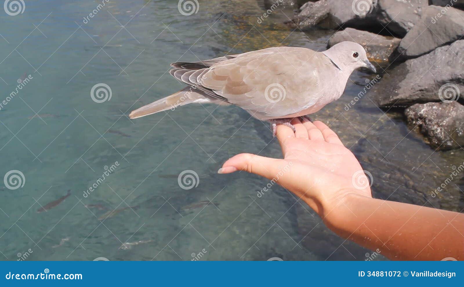 Peace Dove Stock Footage & Videos - 1,509 Stock Videos