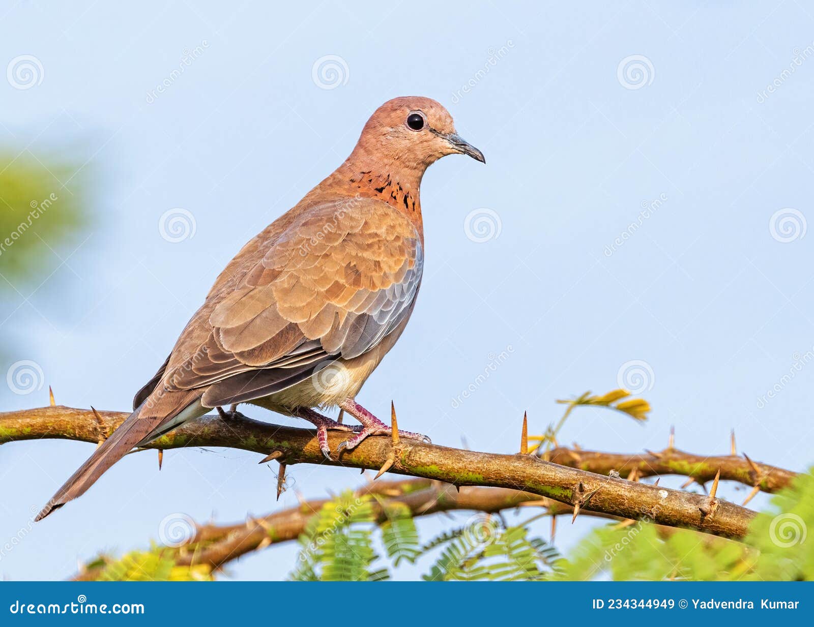 Dove sitting over a bush stock image. Image of laughing - 234344949