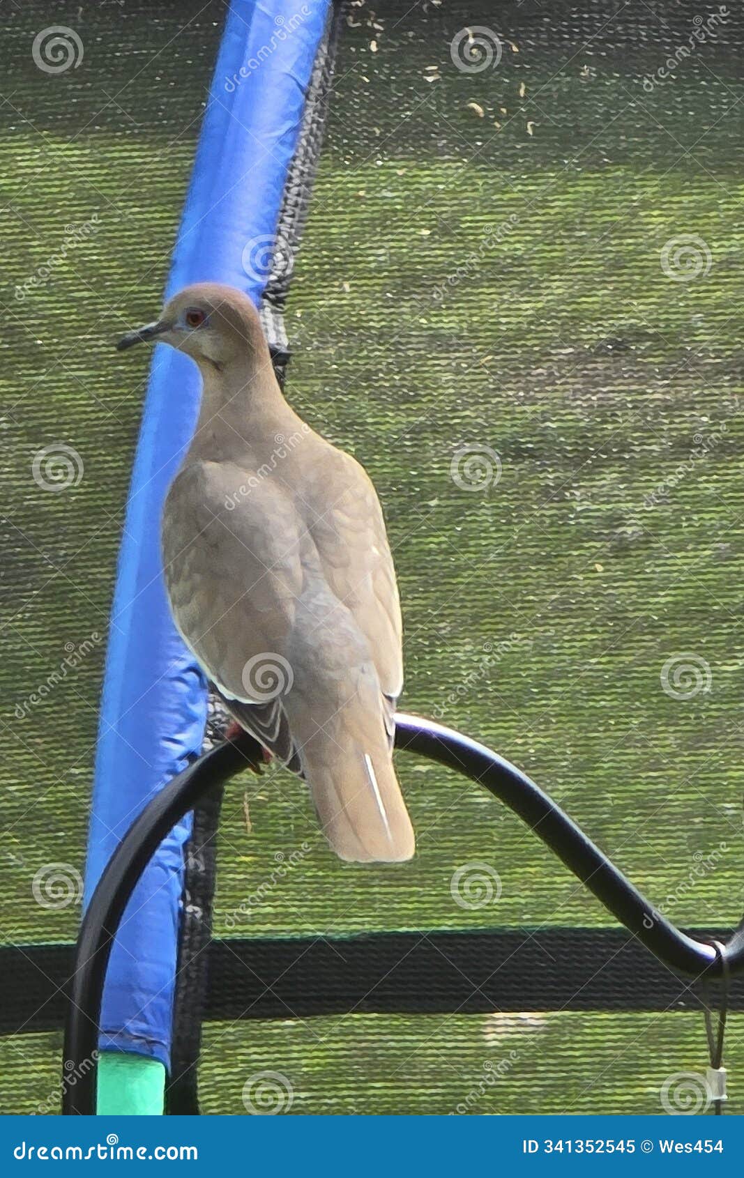 A Dove Sitting Quietly on the Hook Stock Image - Image of finch, quiet ...