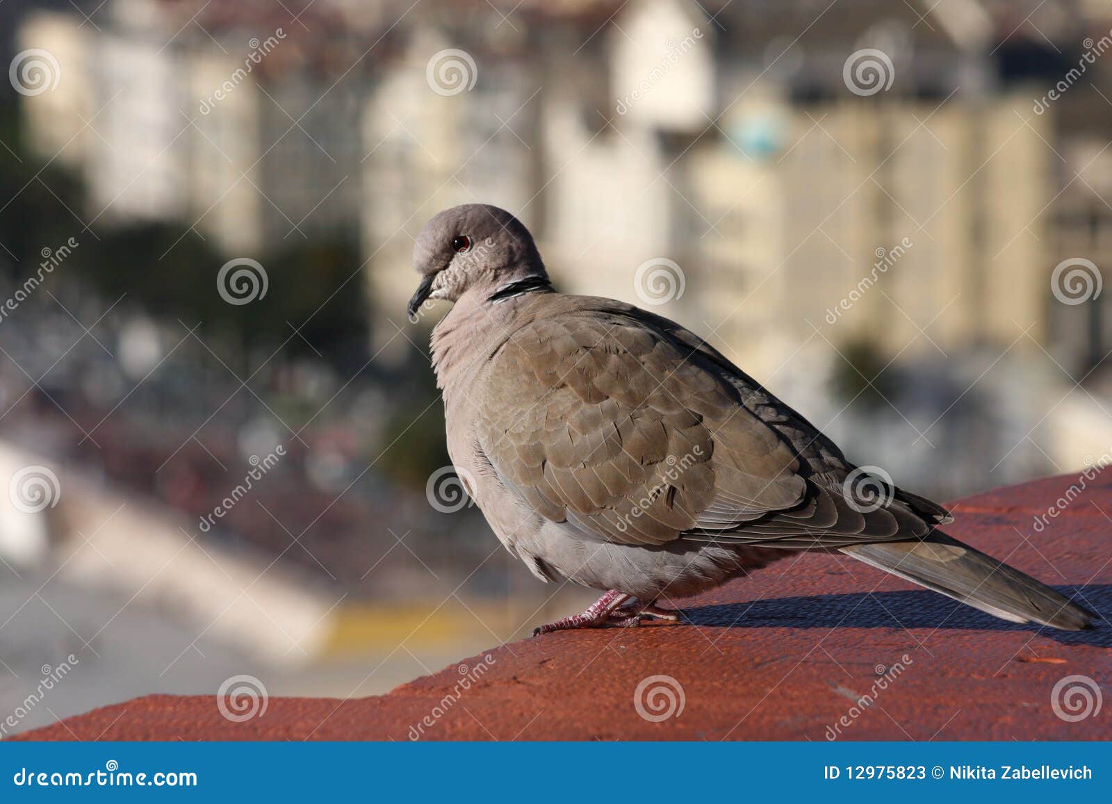Dove, sitting on the roof stock image. Image of sangar - 12975823