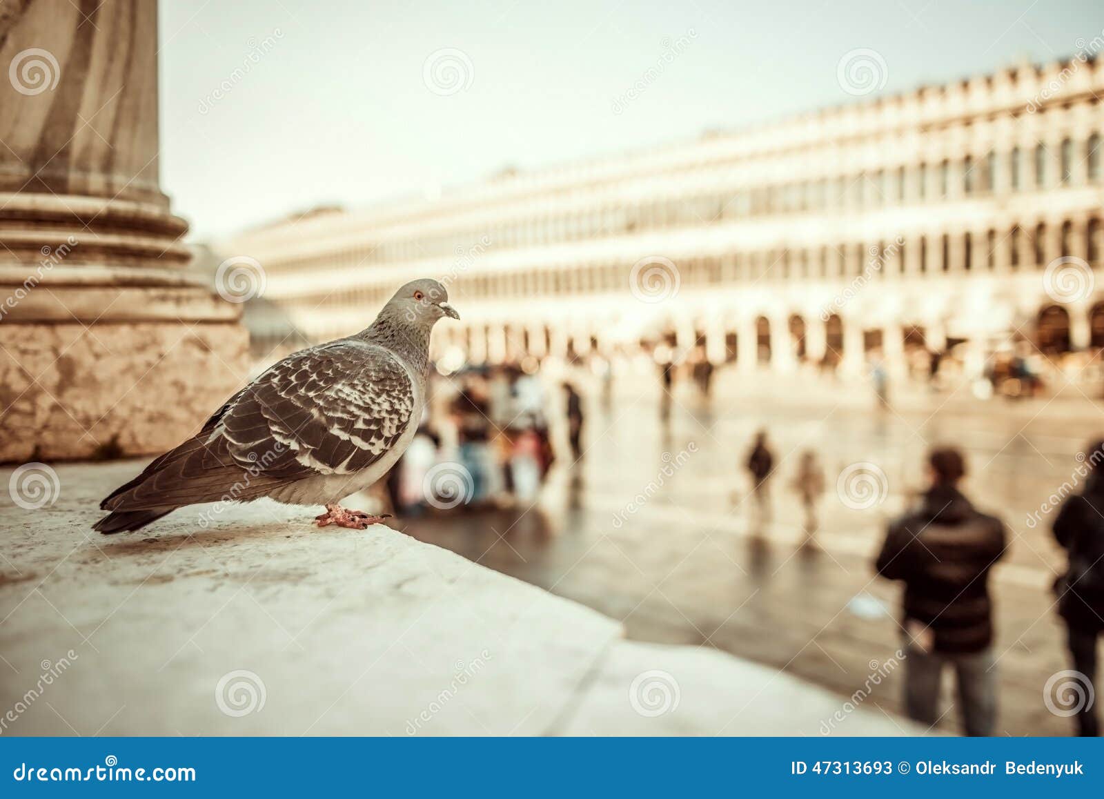 Dove sitting on the square stock image. Image of outdoor - 47313693