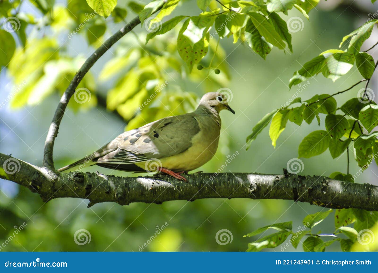 Dove Sitting on a Tree Branch Stock Image - Image of birdie, wildlife ...