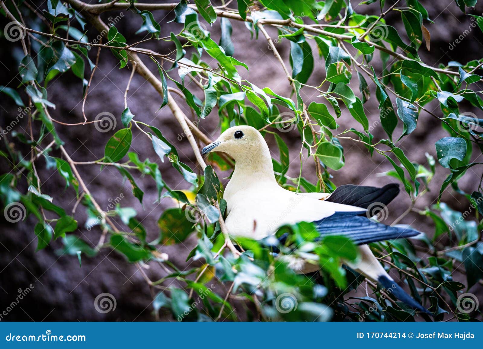 Dove sitting in a tree stock photo. Image of cute, isolated - 170744214