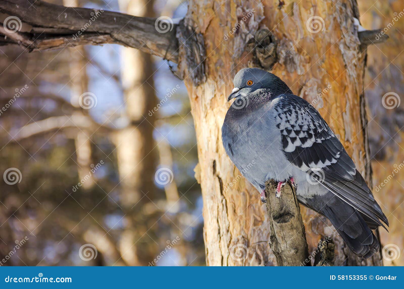 Dove Sitting on a Tree in Winter Park Stock Image - Image of ...