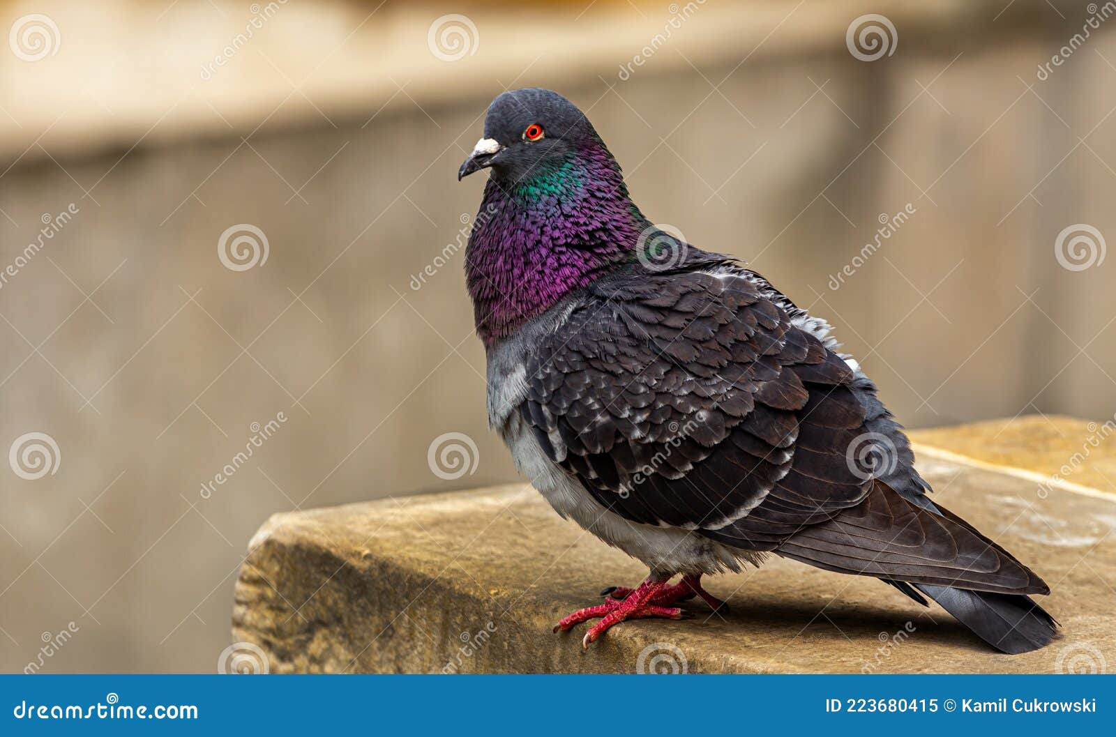 A dove sitting stock image. Image of creature, nature - 223680415