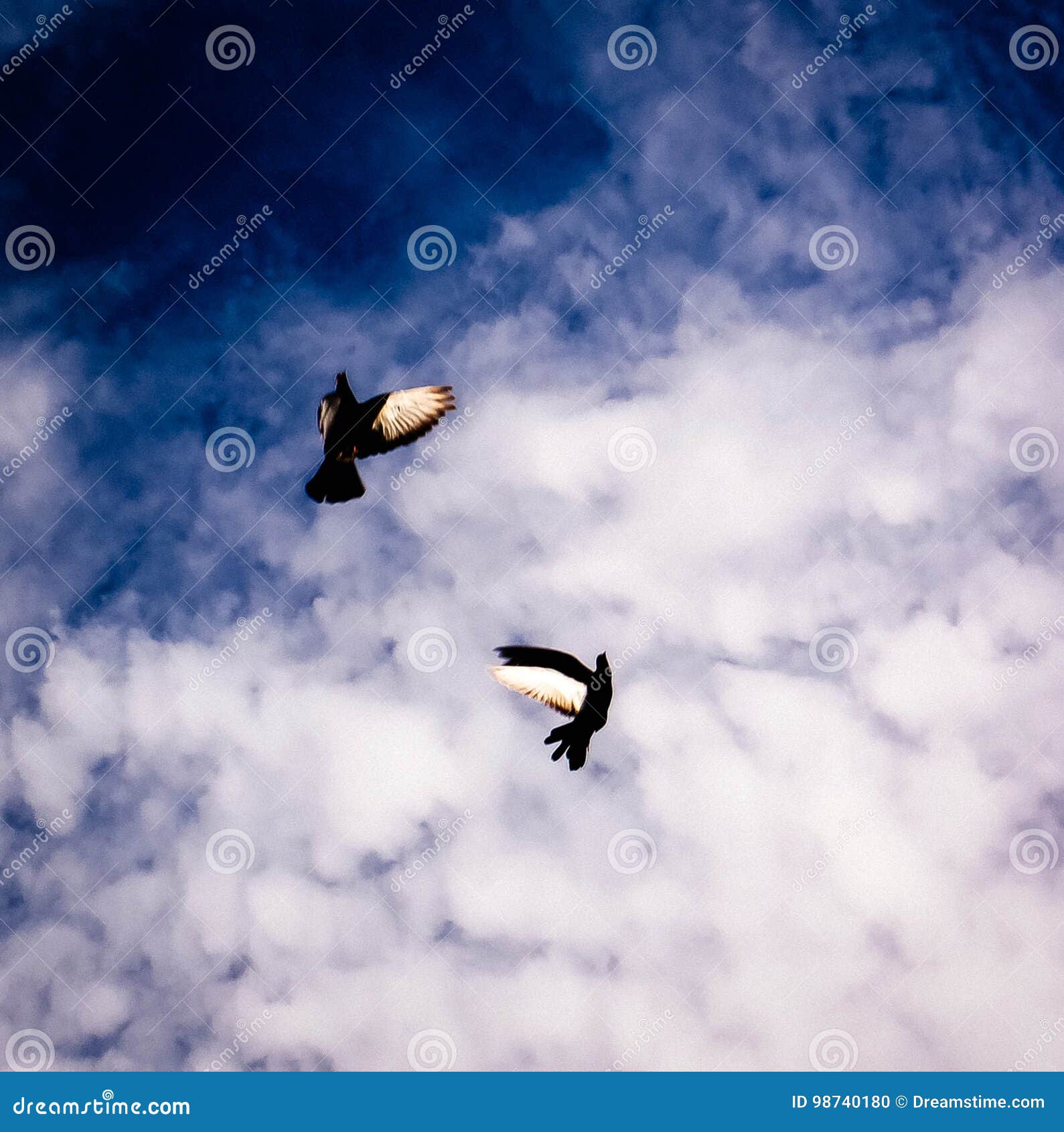 Dove in the Sky with Clouds Stock Photo - Image of black, faith: 98740180