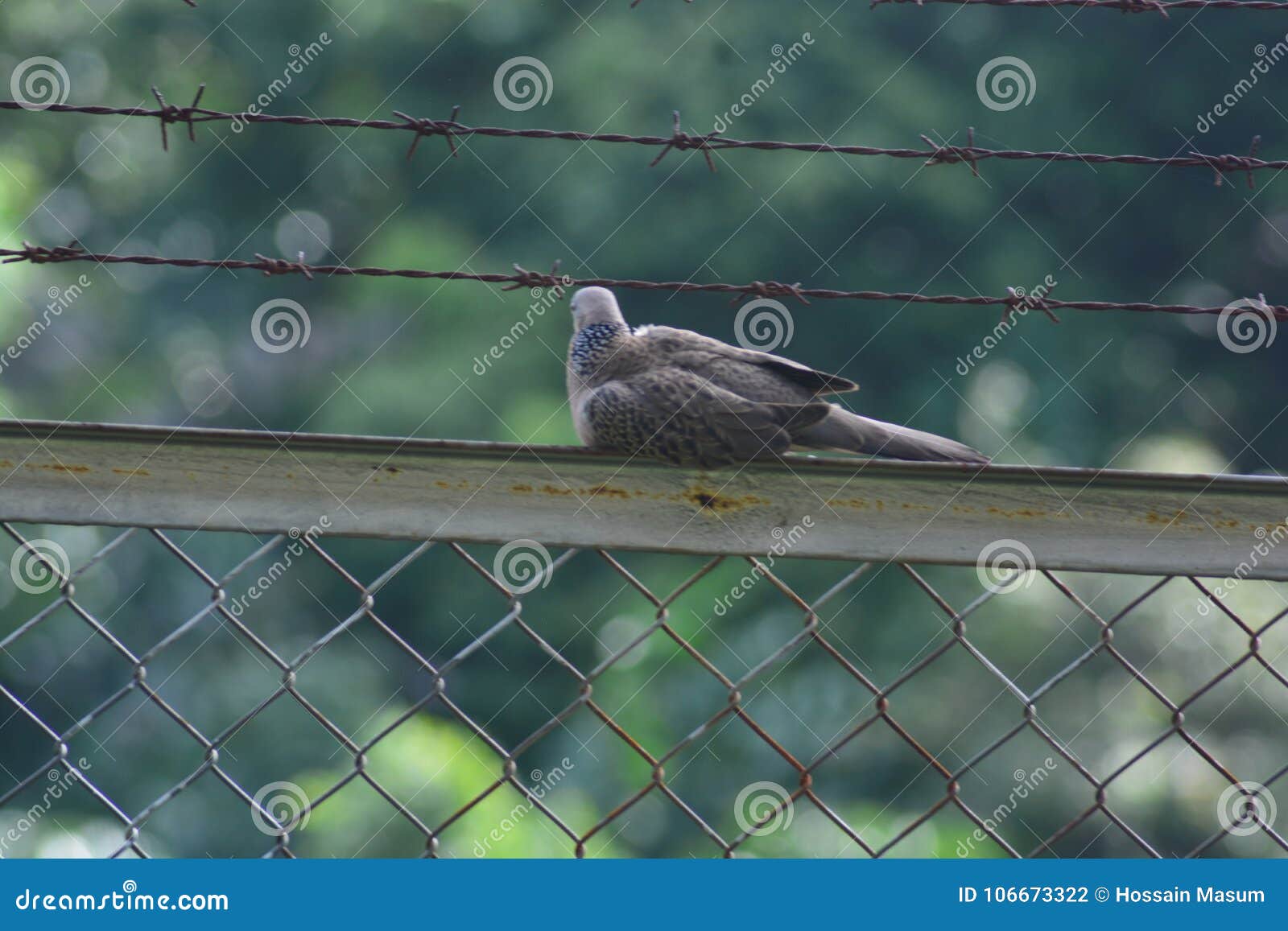 Dove stock photo. Image of sleeping, dove, fenc, moment - 106673322