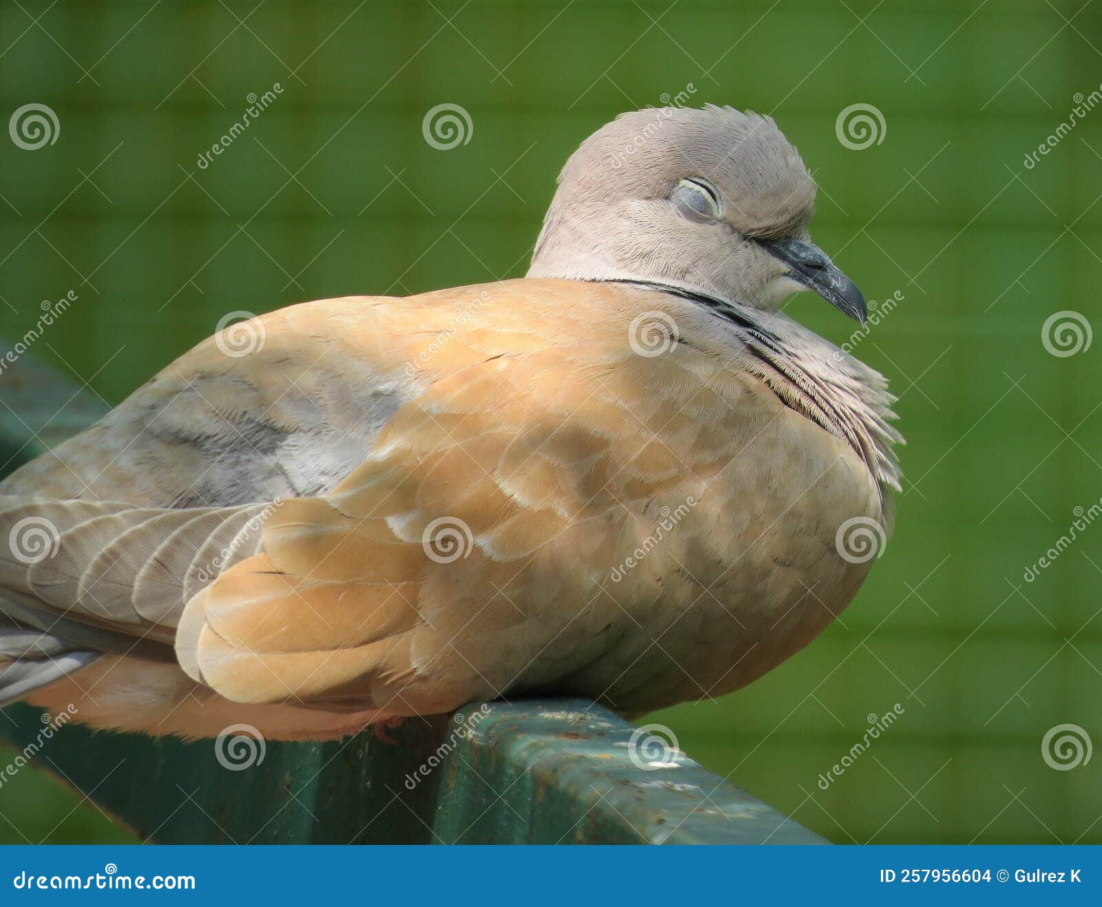 Dove Sleeping On The Wire Royalty-Free Stock Photography ...