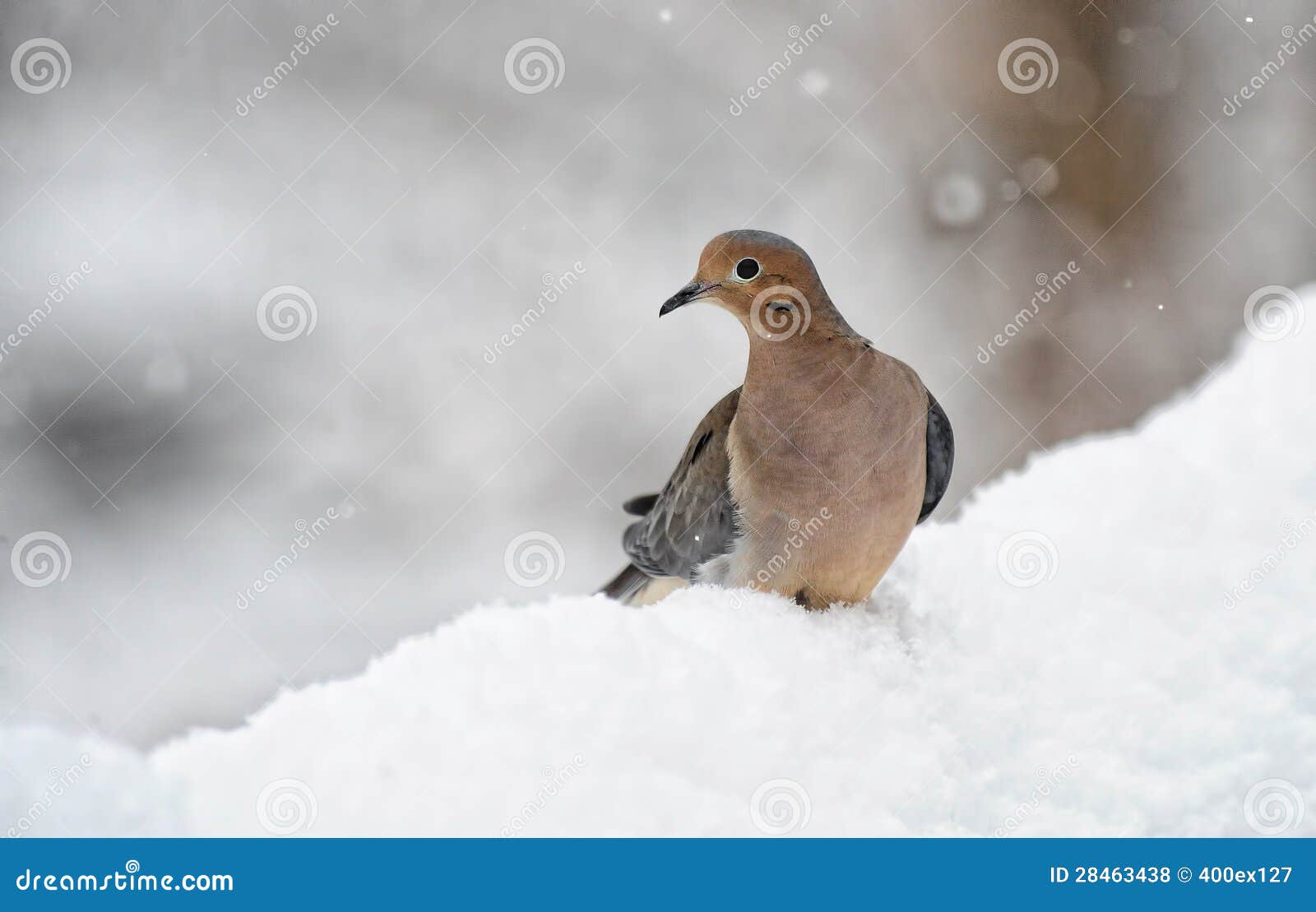 Dove in snow stock photo. Image of backyard, stare, holiday - 28463438