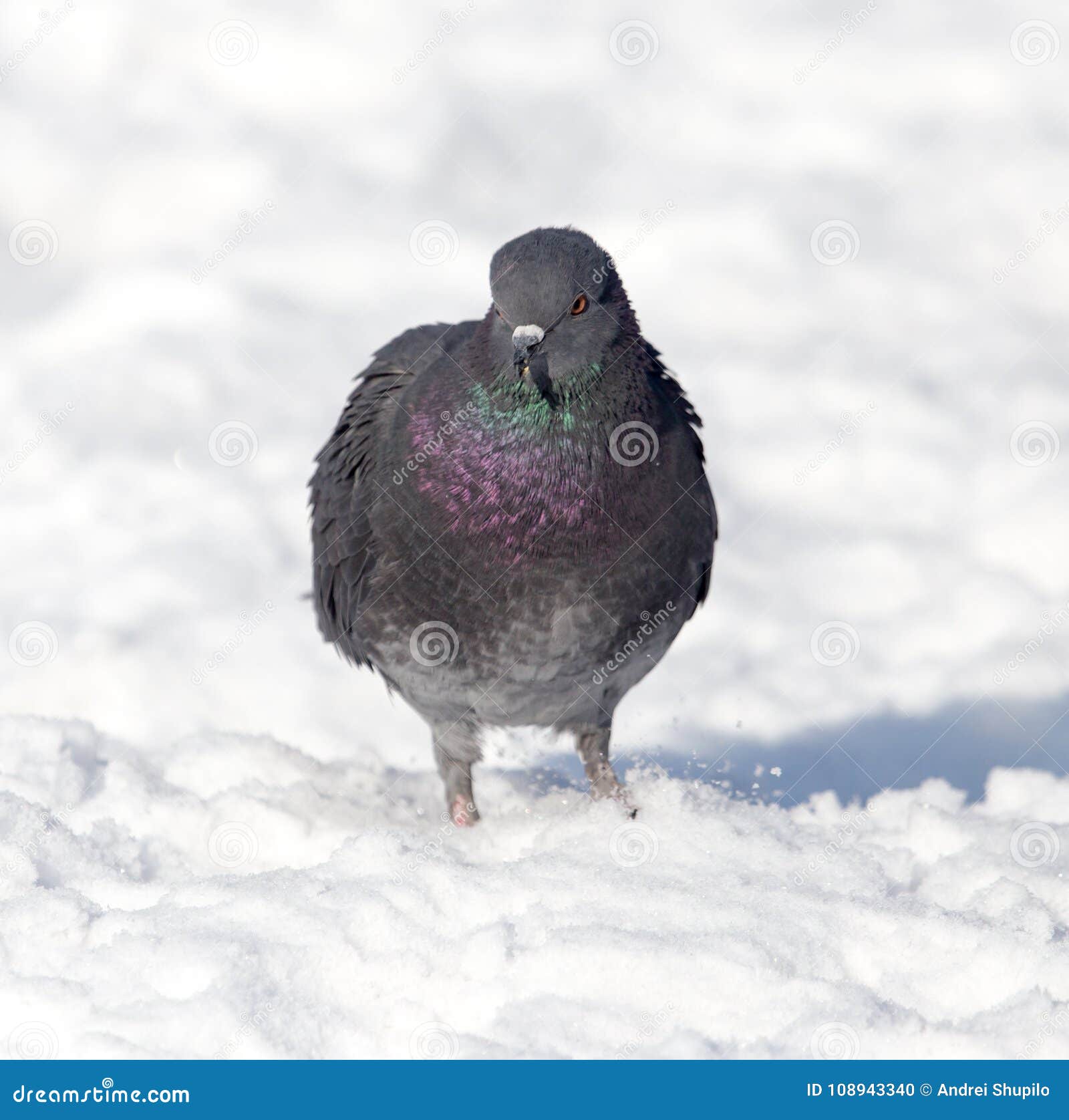 Dove in the Snow on the Nature Stock Photo - Image of tranquil, winter ...