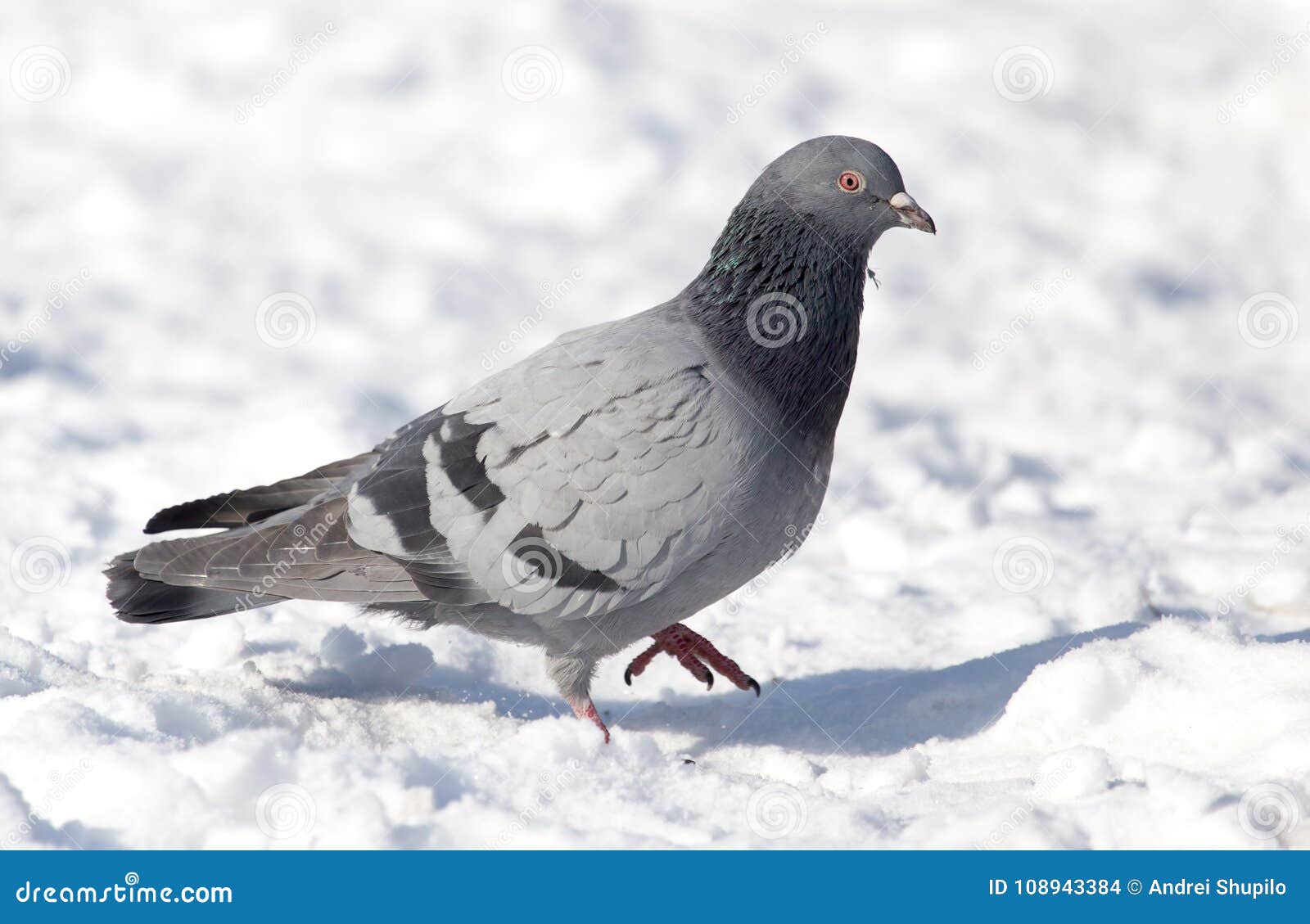 Dove in the Snow on the Nature Stock Photo - Image of feather, snow ...