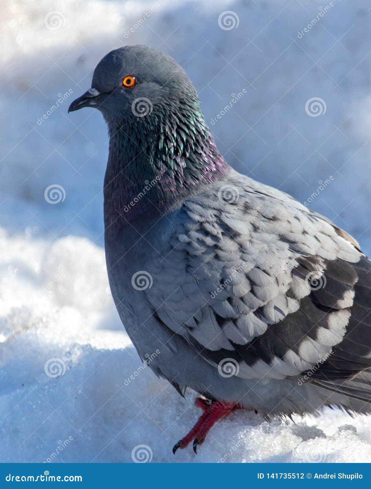 Dove in the snow in winter stock photo. Image of closeup - 141735512