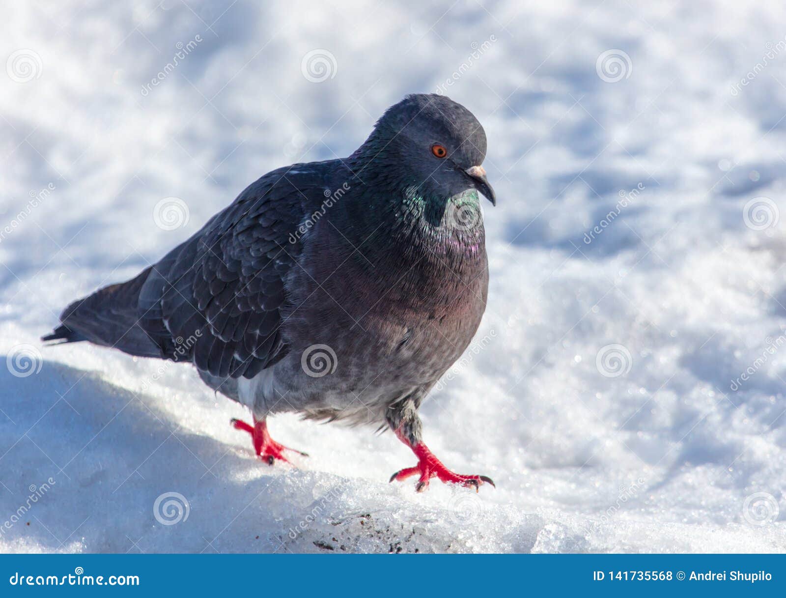 Dove in the snow in winter stock photo. Image of nature - 141735568