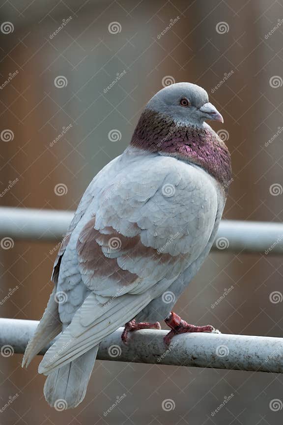 Dove Standing on Bridge Handrails Stock Photo - Image of birds, bridge ...