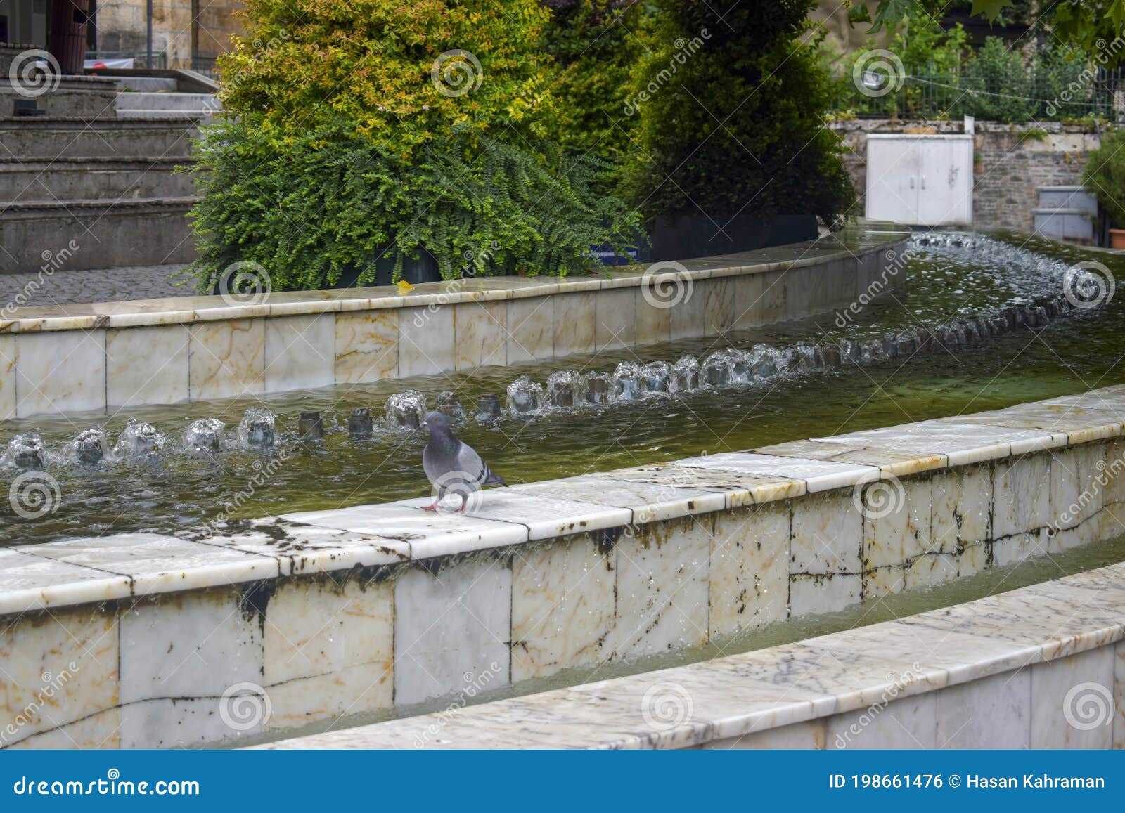 Dove Standing in Front of Flowing Waters Stock Photo - Image of area ...