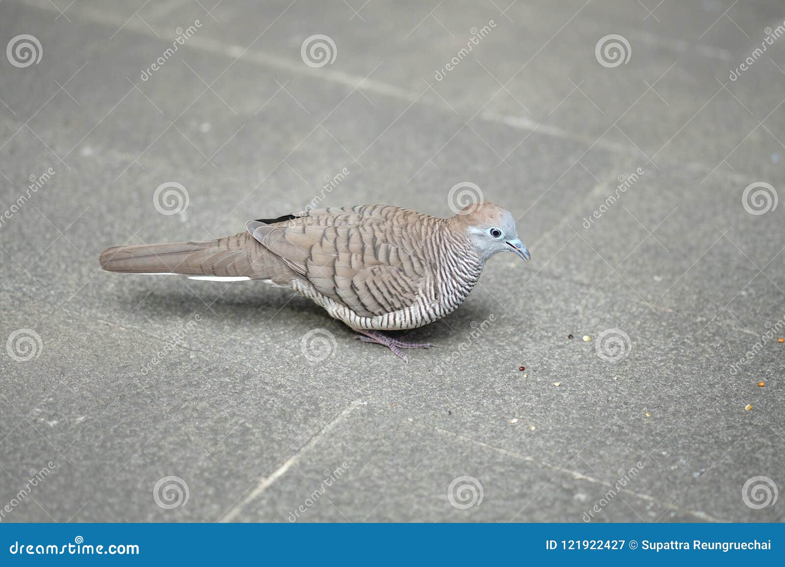 A dove standing stock image. Image of pick, standing - 121922427