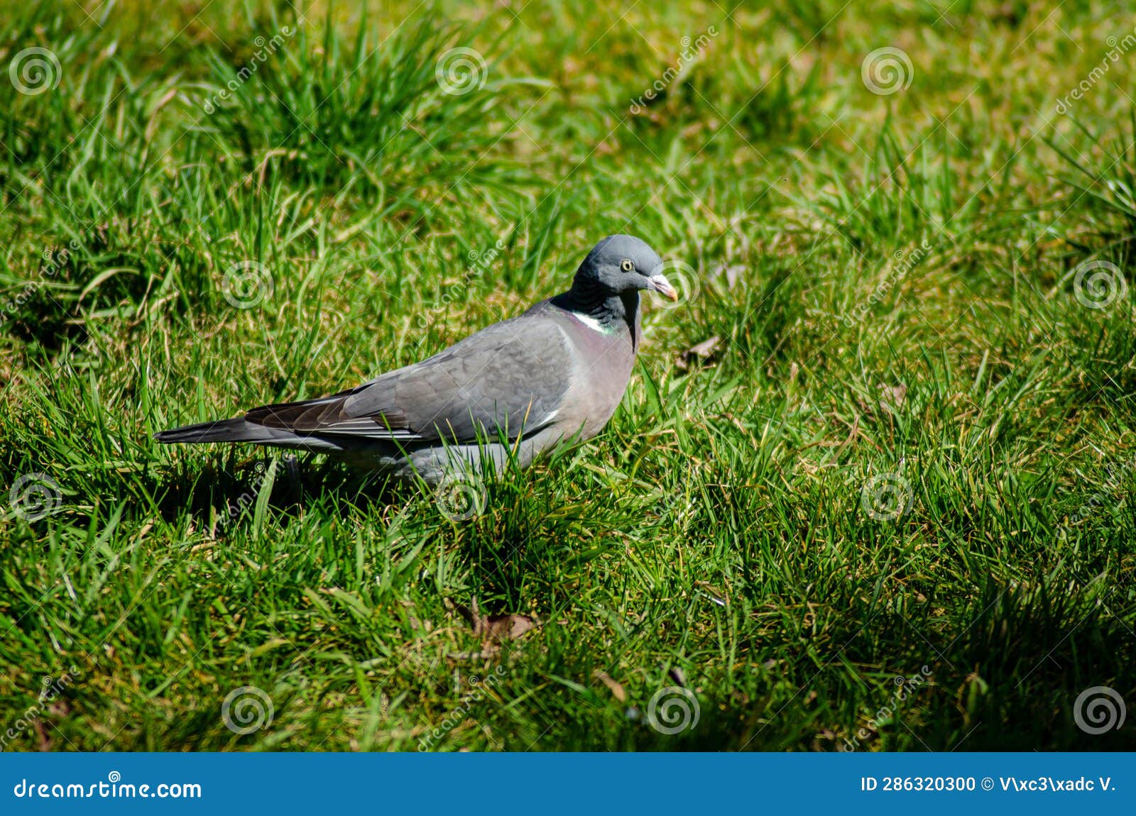 A Dove Standing Still on the Lawn Stock Photo - Image of walk, fabulous ...