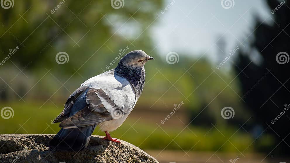 Dove standing on a stone stock image. Image of plumage - 278127309