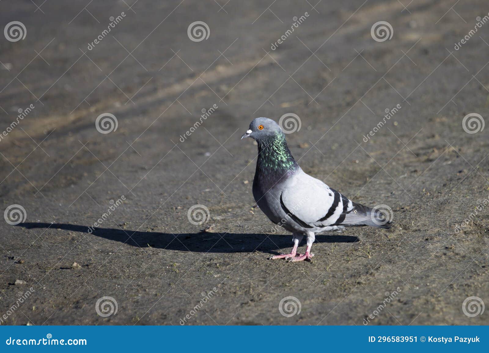 Dove Stands Alone with a Long Shadow Stock Image - Image of park ...