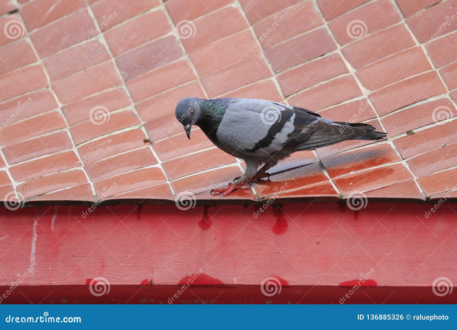 Dove Stands on the Roof of the Temple Stock Photo - Image of buddhism ...