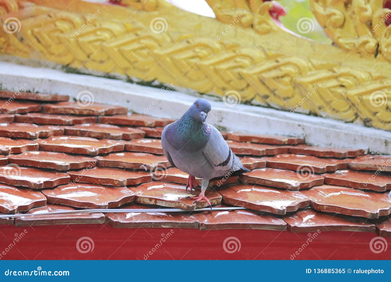 Dove Stands on the Roof of the Temple Stock Image - Image of animal ...