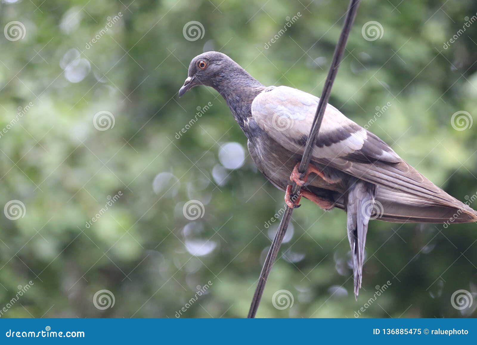 Dove Stands on the Roof of the Temple Stock Image - Image of flying ...
