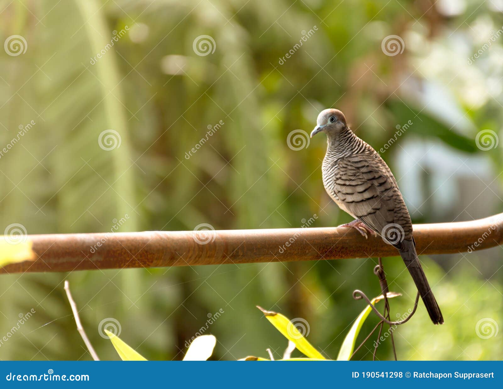 Dove stood on an iron rail stock photo. Image of green - 190541298