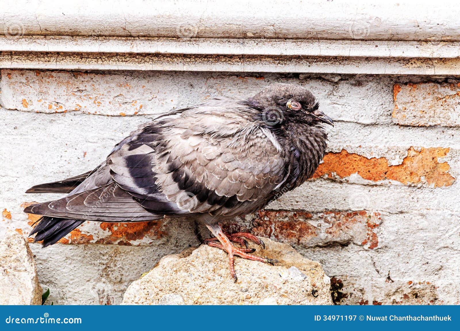 Dove stood sleeping stock image. Image of stand, sleep - 34971197