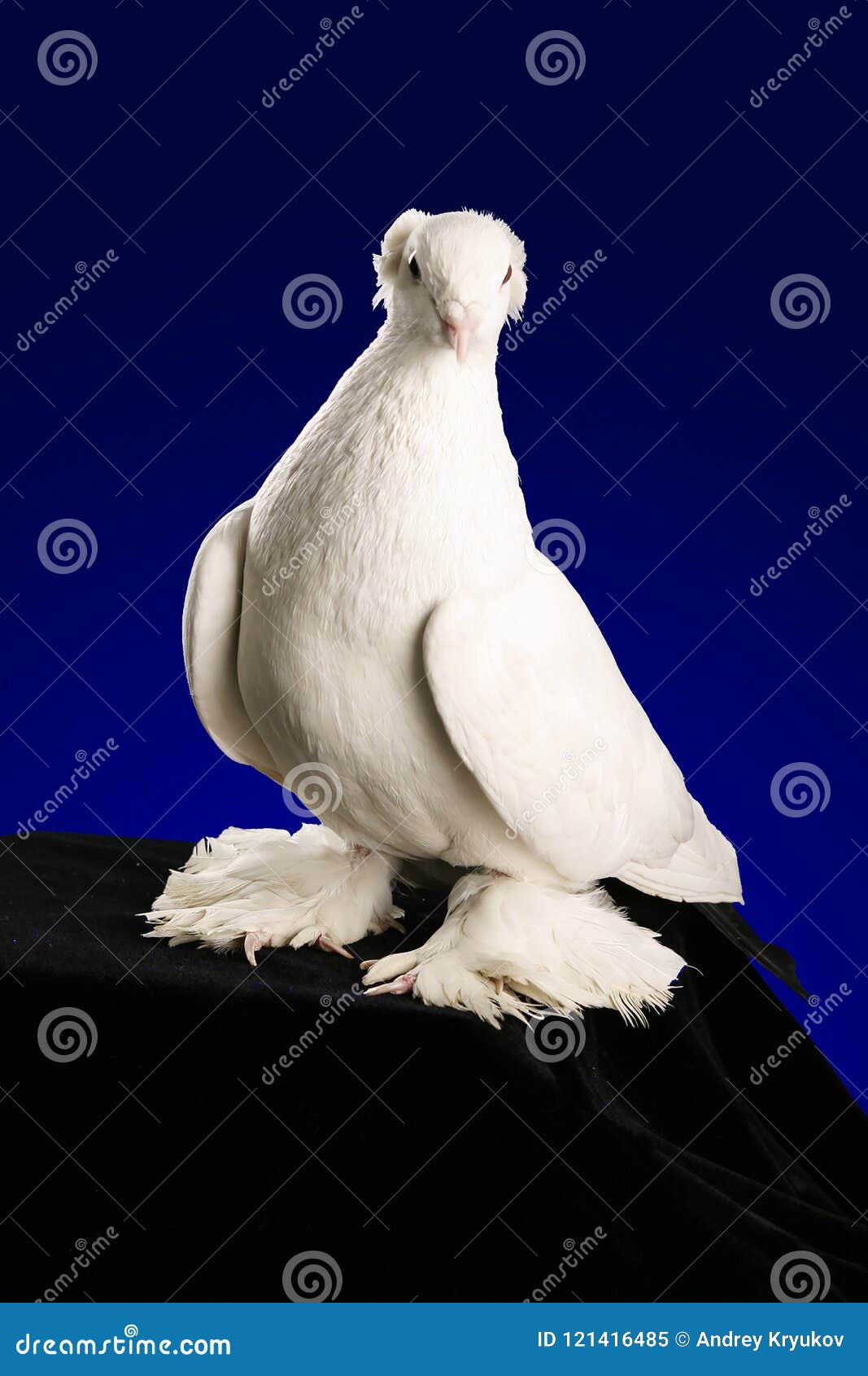 Dove Studio Shooting On A Dark Blue Background Royalty-Free Stock ...