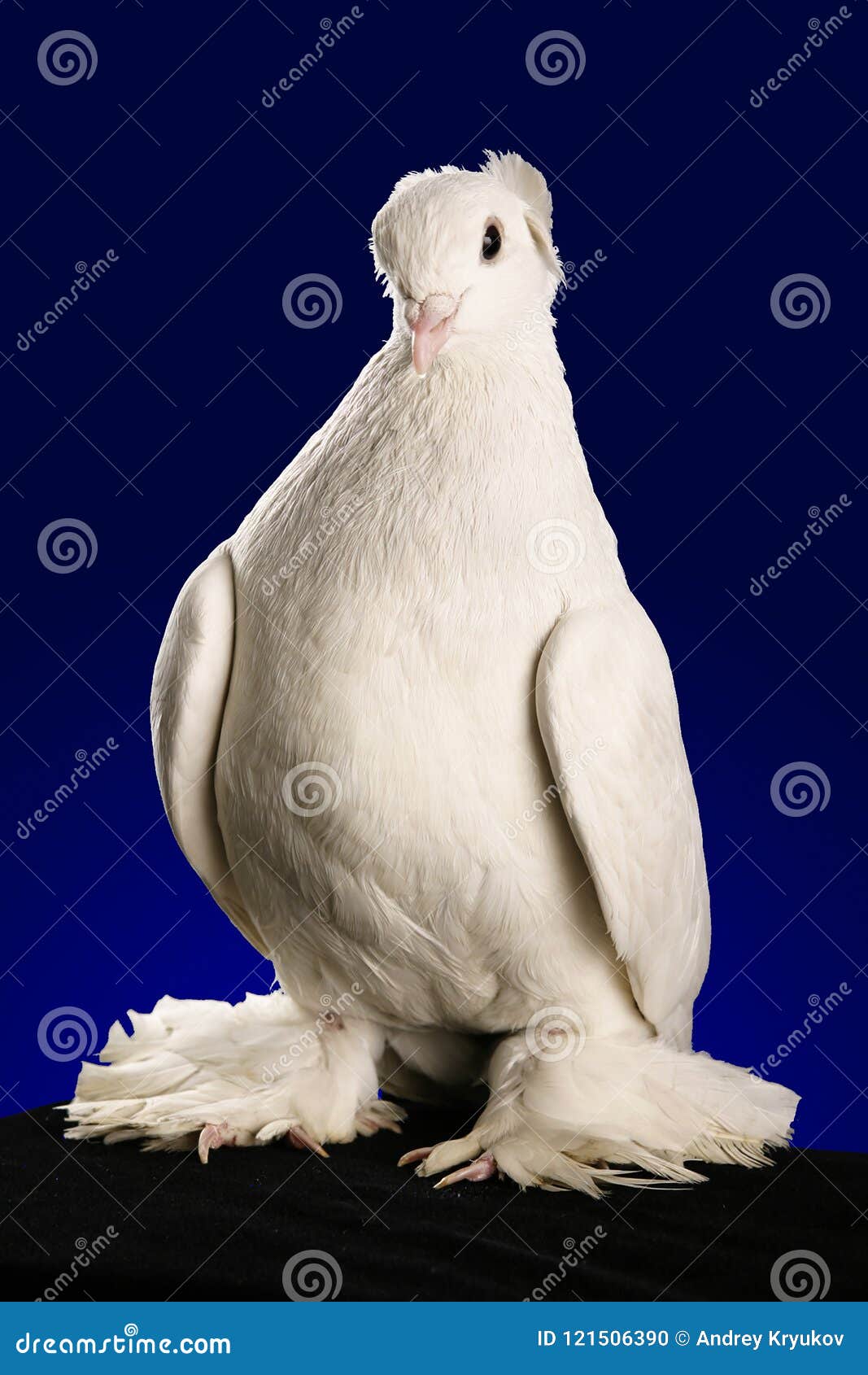 Dove Studio Shooting on a Dark Blue Background. Stock Photo - Image of ...