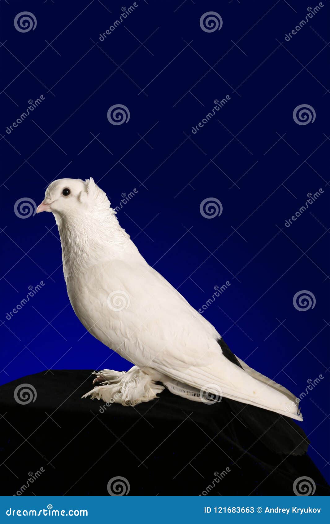 Dove Studio Shooting On A Dark Blue Background Royalty-Free Stock ...