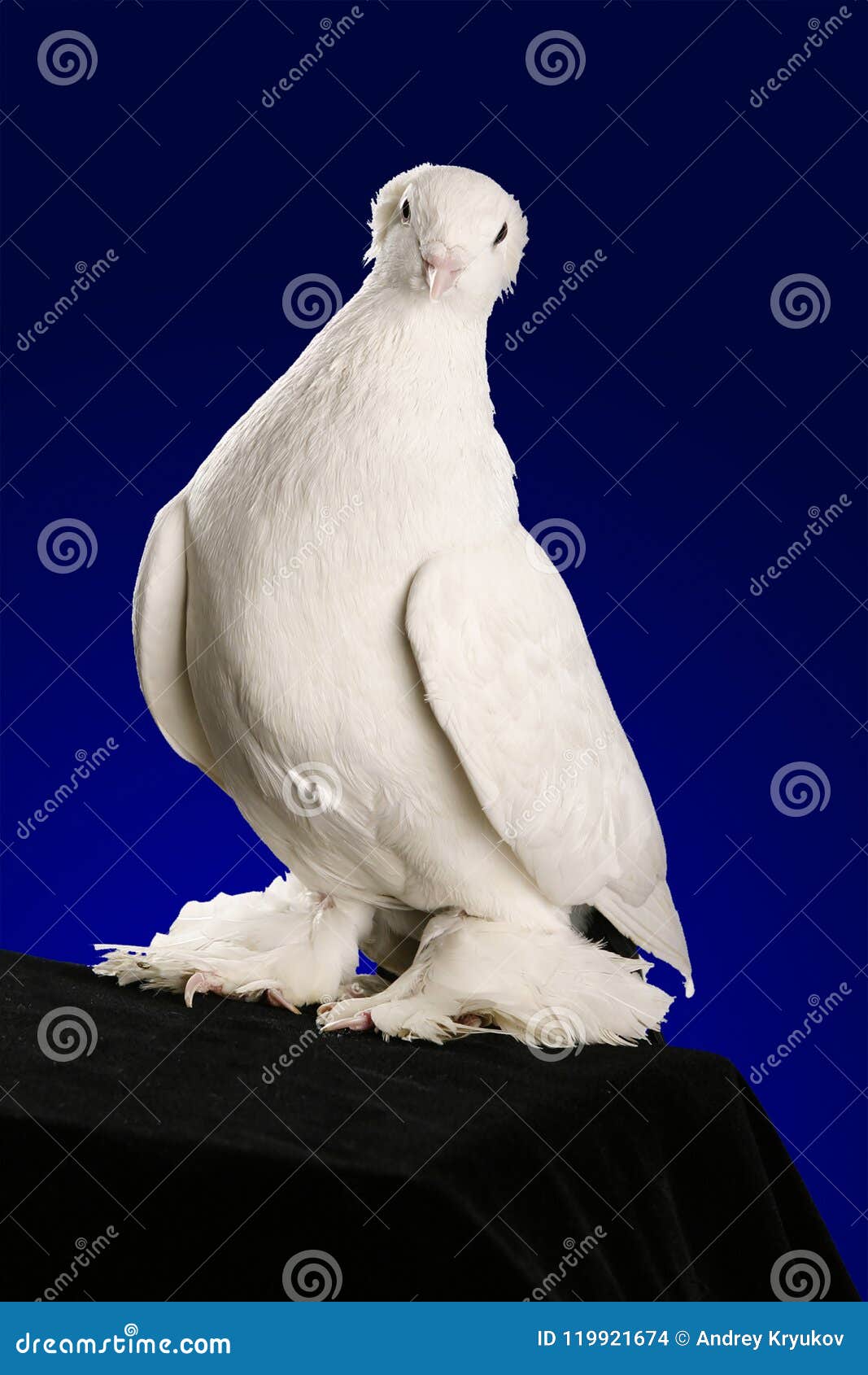 Dove Studio Shooting On A Dark Blue Background Royalty-Free Stock ...