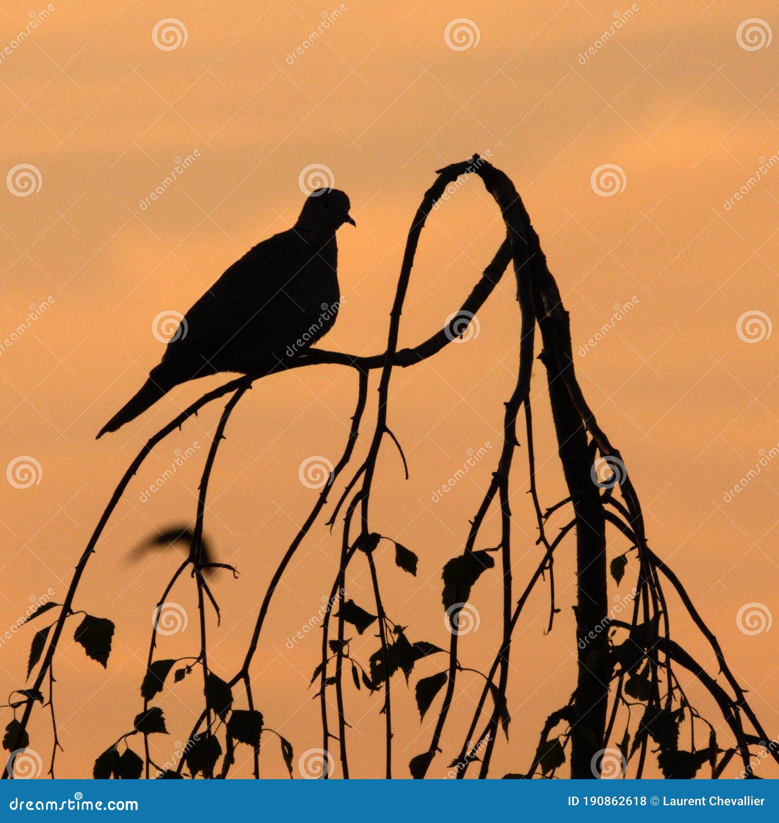 Dove and sunset stock photo. Image of black, nature - 190862618