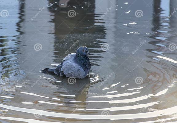 A Dove Swimming in a Spring Puddle Stock Image - Image of fauna, wing ...