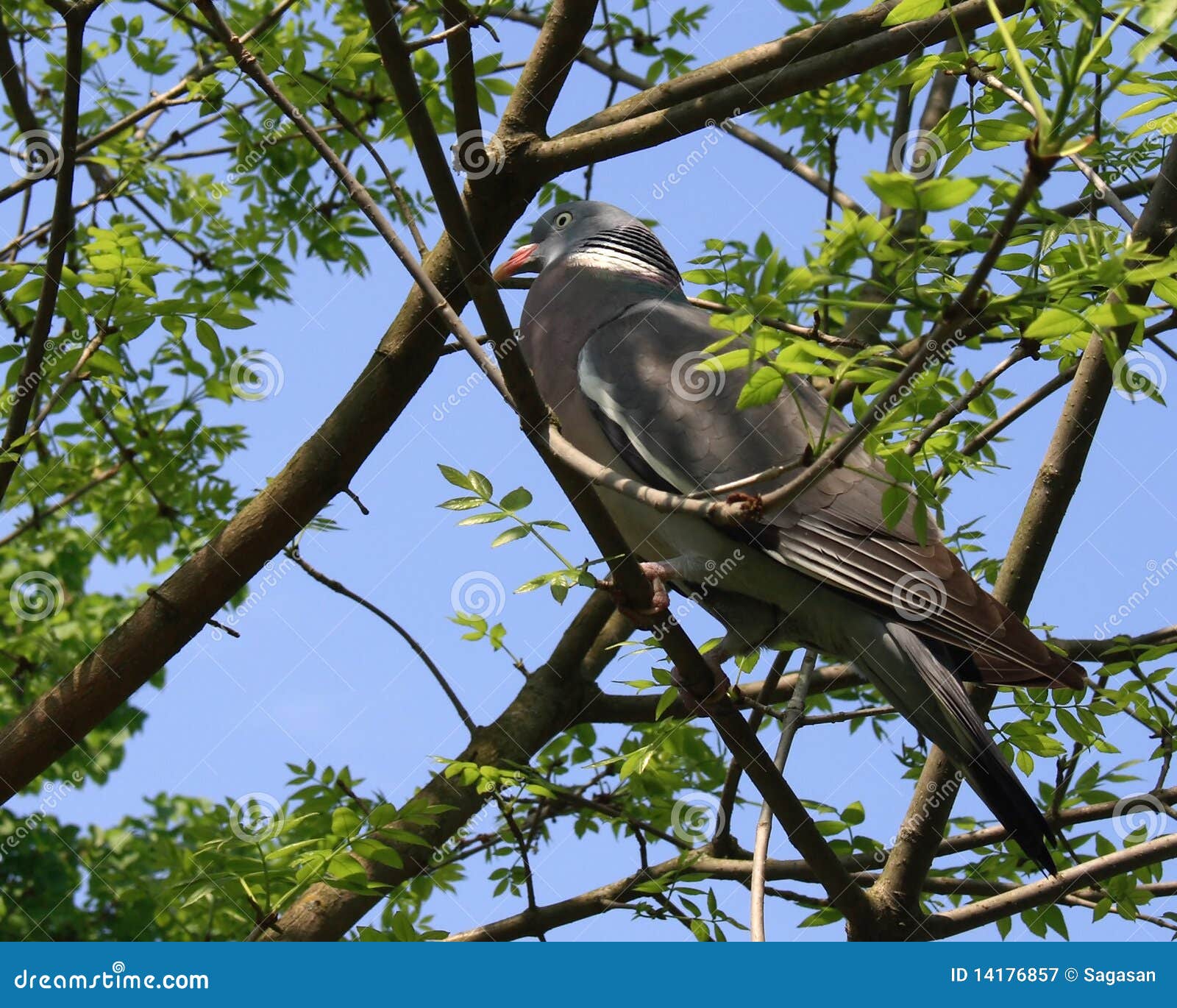 Dove in tree stock image. Image of love, blue, beak, brown - 14176857