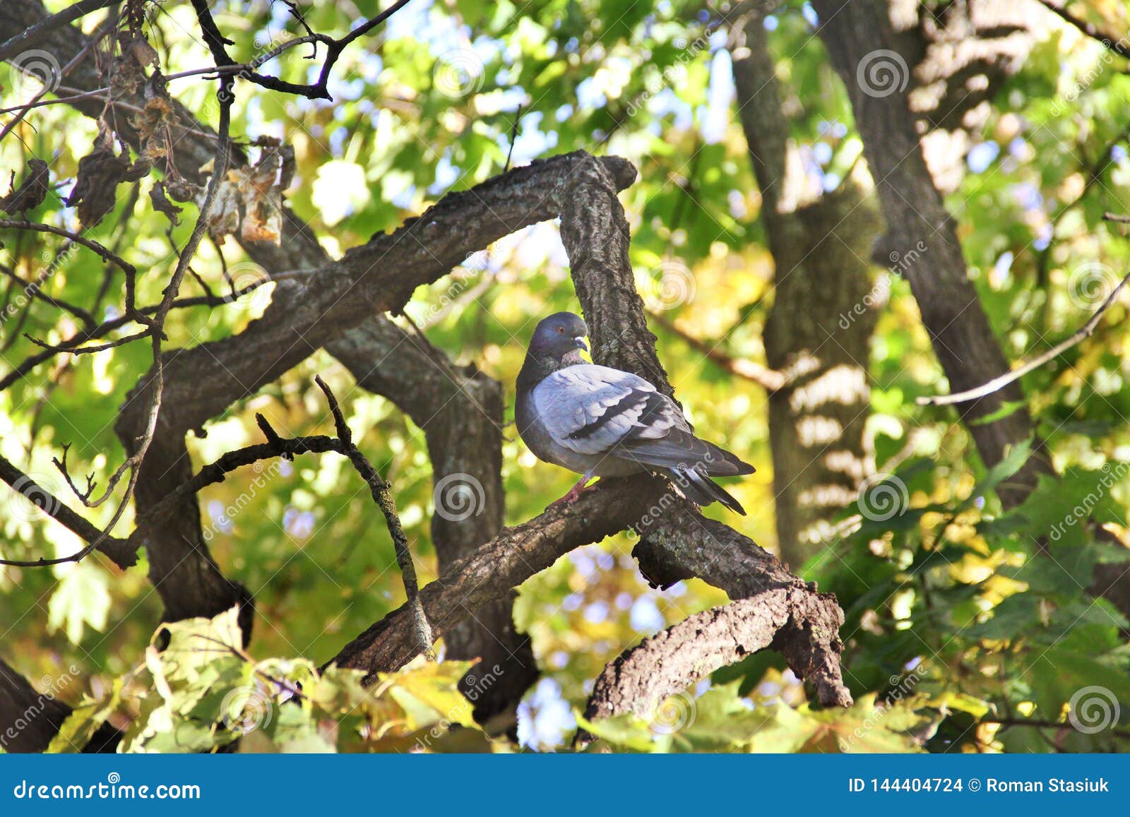 Dove on a tree stock photo. Image of branch, british - 144404724