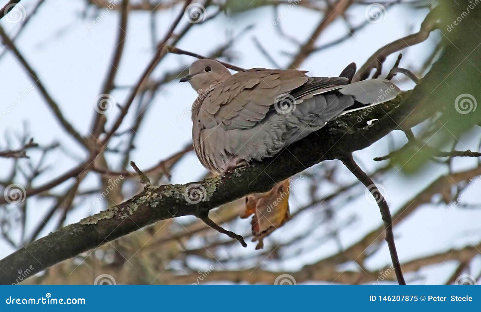 Dove in a tree stock image. Image of trees, wing, bush - 146207875