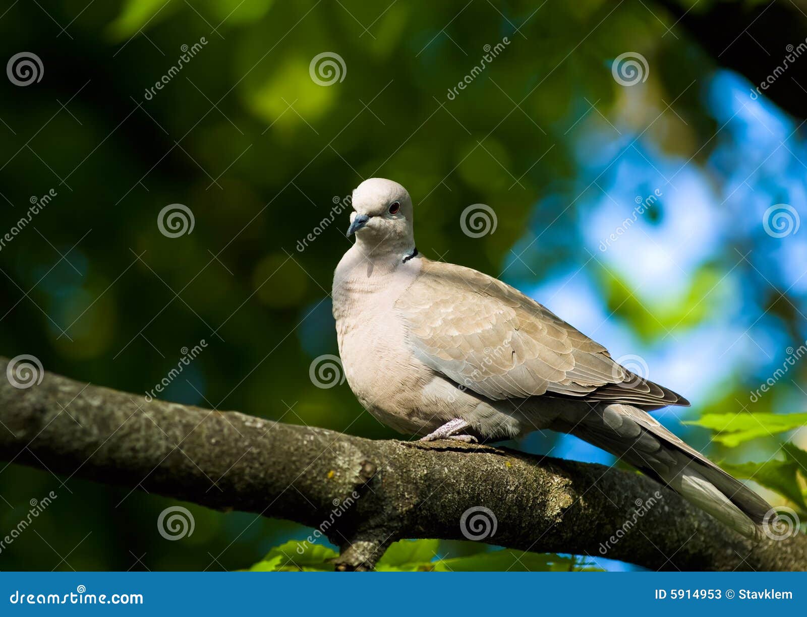 Dove on the tree stock image. Image of purity, allegory - 5914953