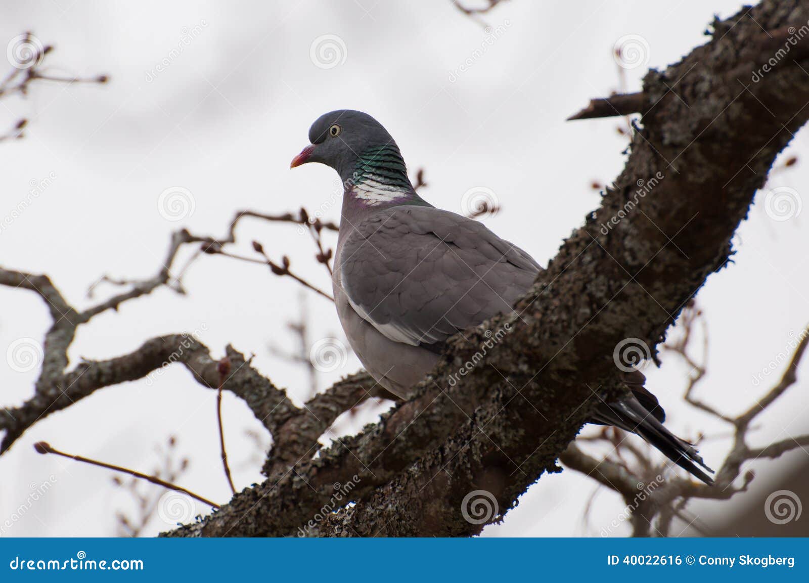 Dove in tree stock photo. Image of bird, dove, common - 40022616