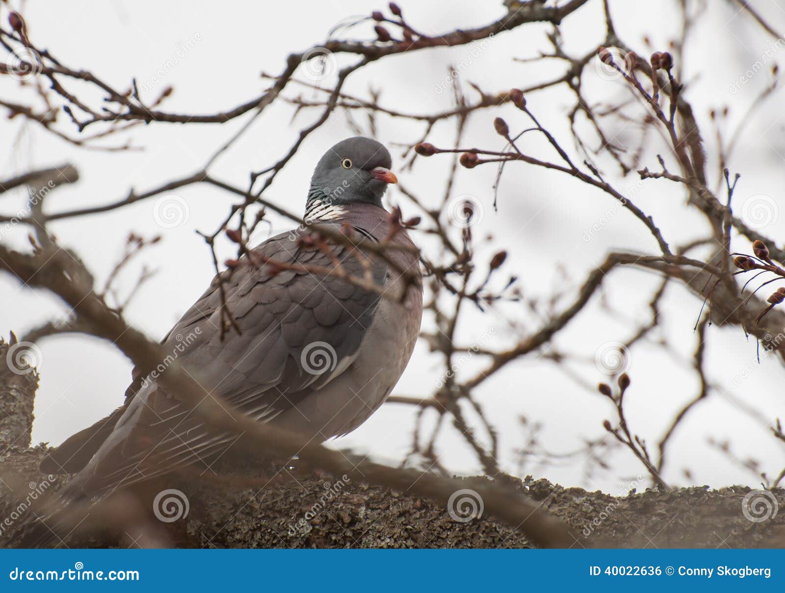 Dove in tree stock photo. Image of dove, wildlife, pigeon - 40022636