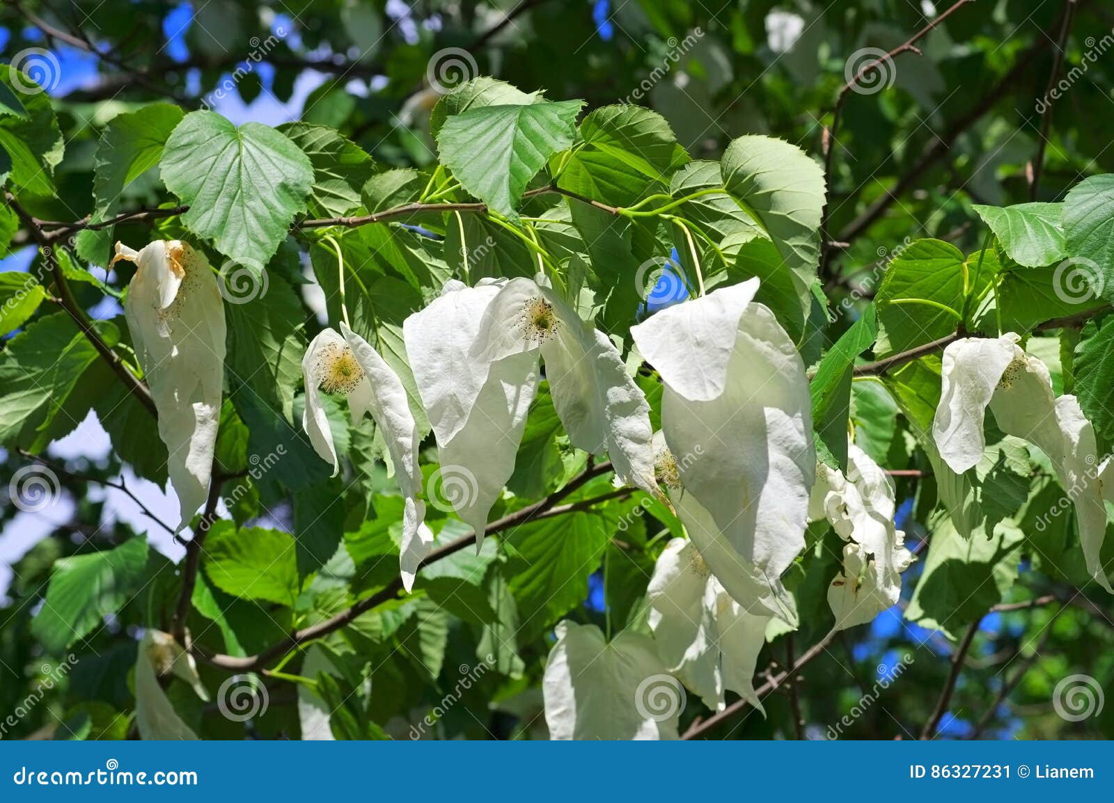 Dove-tree or Davidia Involucrata Stock Image - Image of flower, white ...