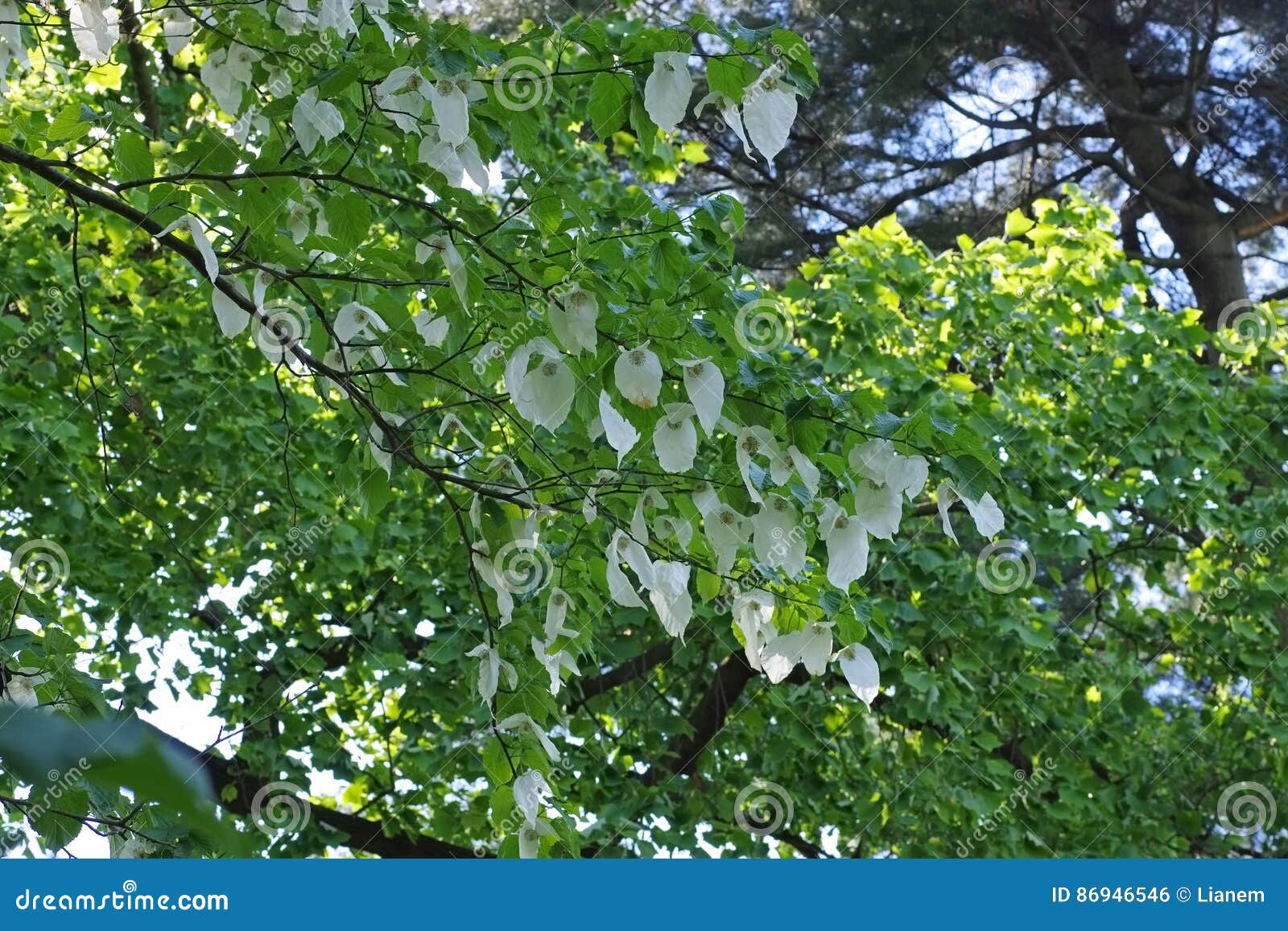 Dove-tree or Davidia Involucrata Stock Photo - Image of color, blossom ...