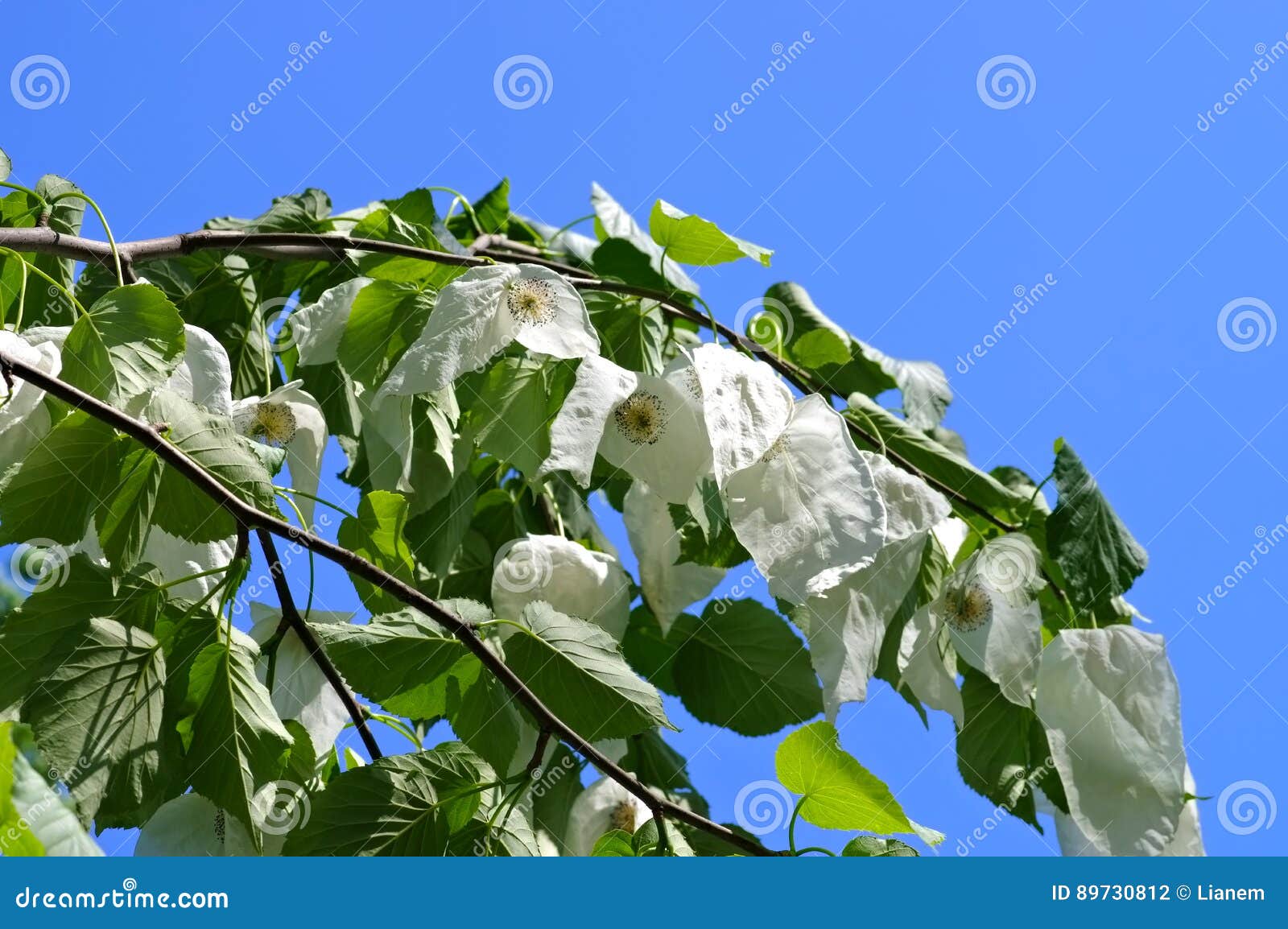 Dove Tree (handkerchief Tree) Bract Also Known As Ghost Tree Stock ...