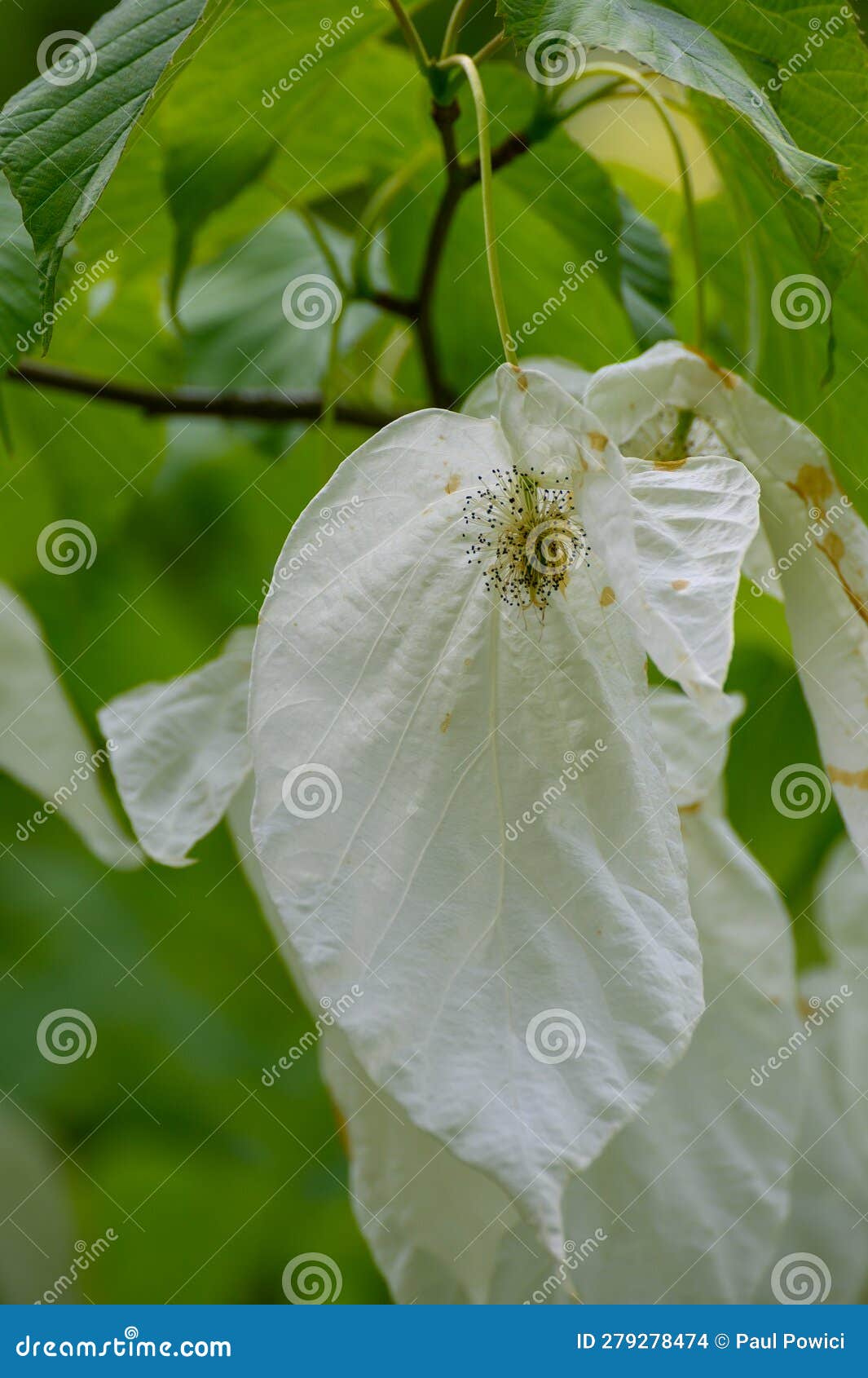 Dove Tree (handkerchief Tree) Bract Also Known As Ghost Tree Stock ...