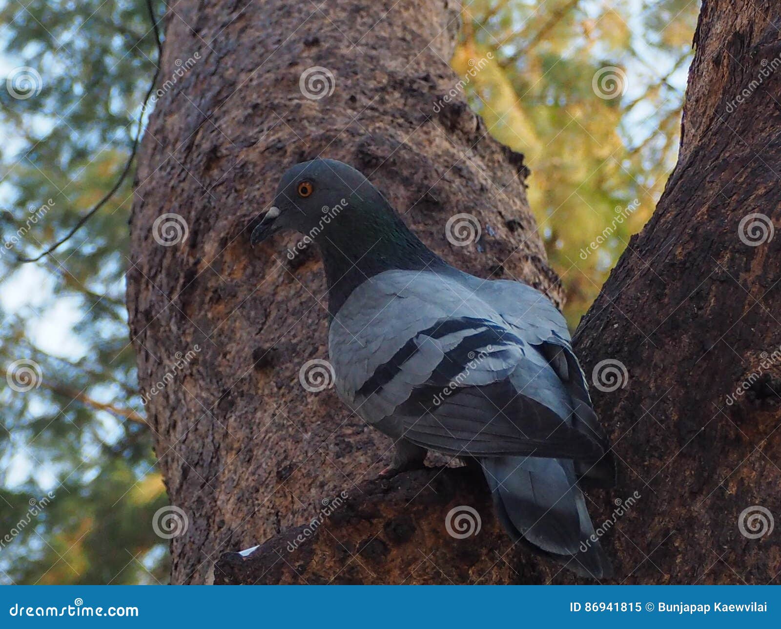 Dove on the tree stock image. Image of background, closeup - 86941815