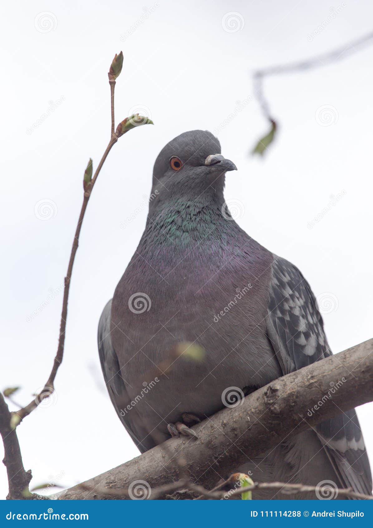 Dove on the tree in nature stock photo. Image of habitat - 111114288