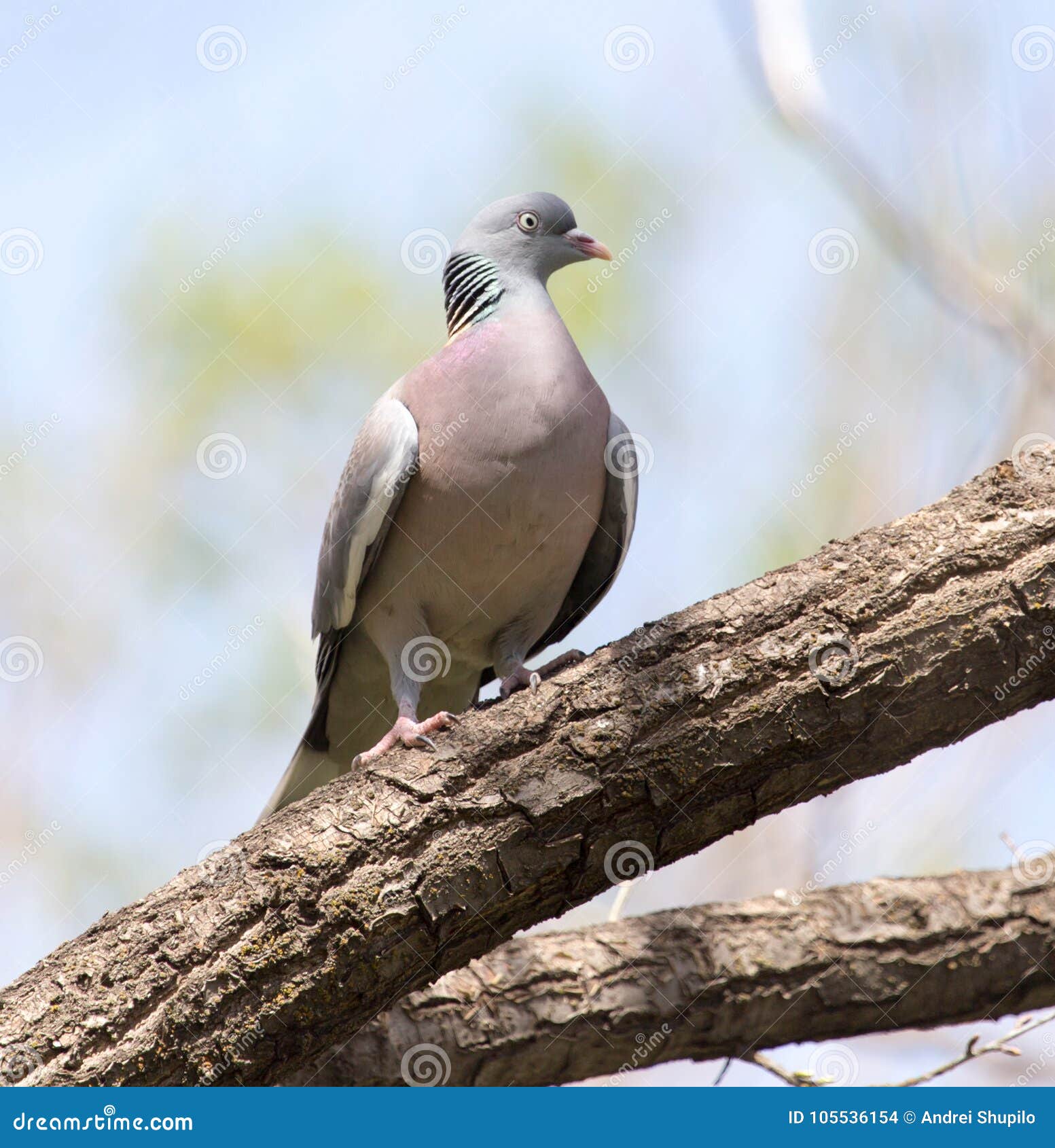 Dove on the tree in nature stock photo. Image of nature - 105536154