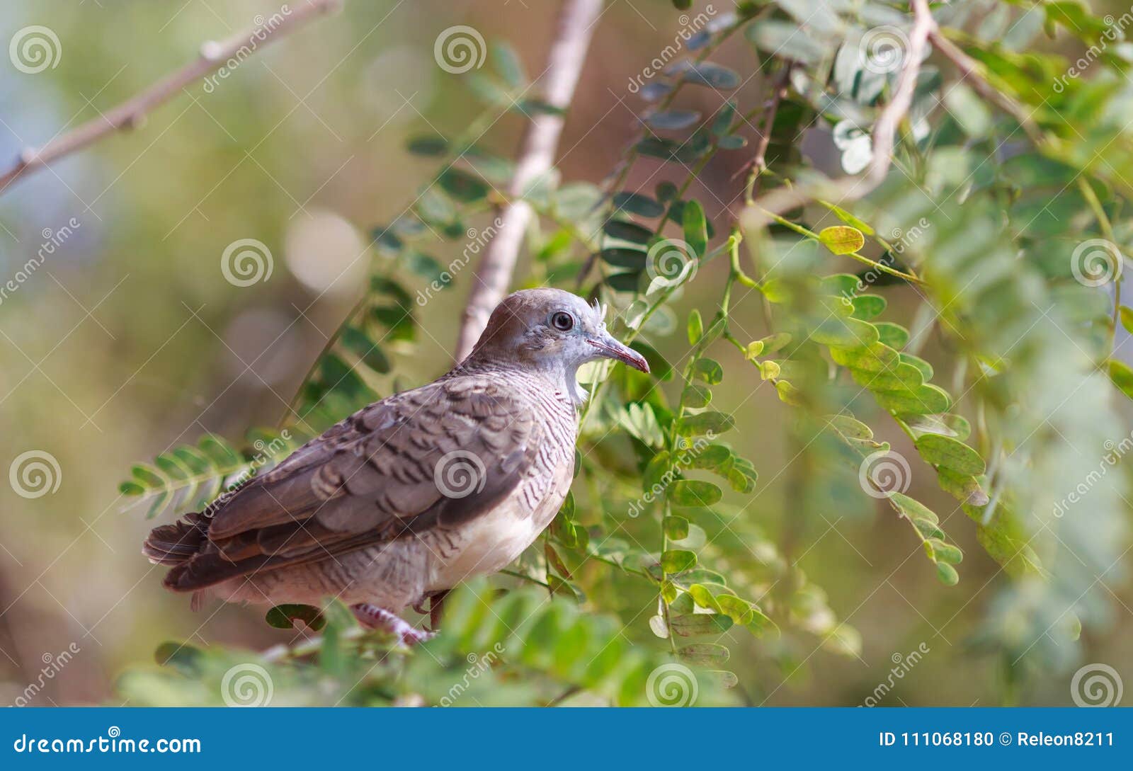 Dove on the tree stock photo. Image of ornithology, bird - 111068180